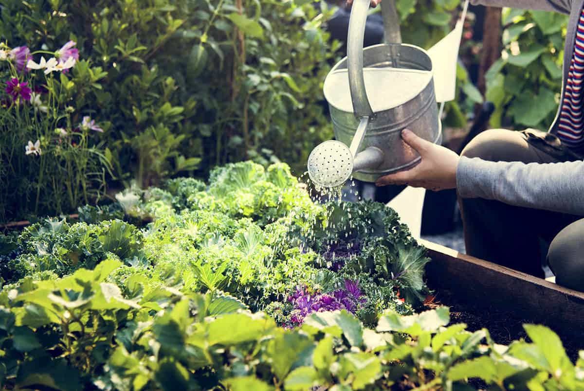 How and Why You Should Add Probiotics to Your Garden Soil