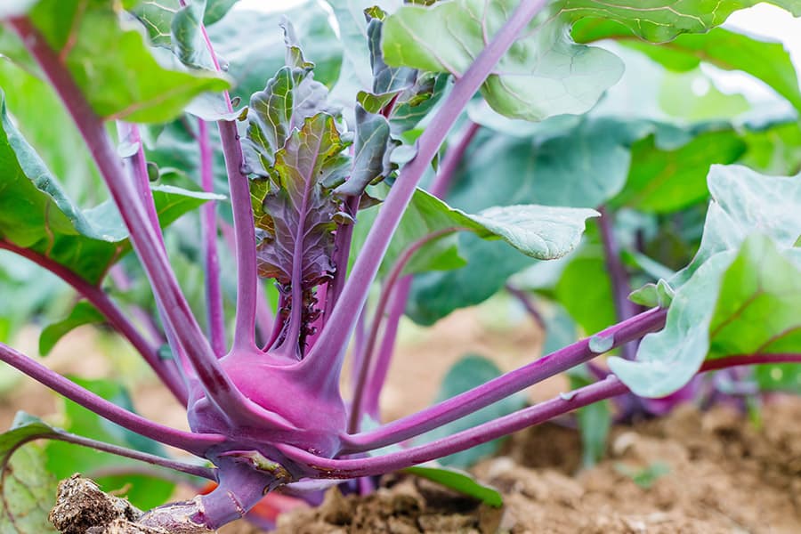 40 Calcium-Rich Plants You Can Grow at Home