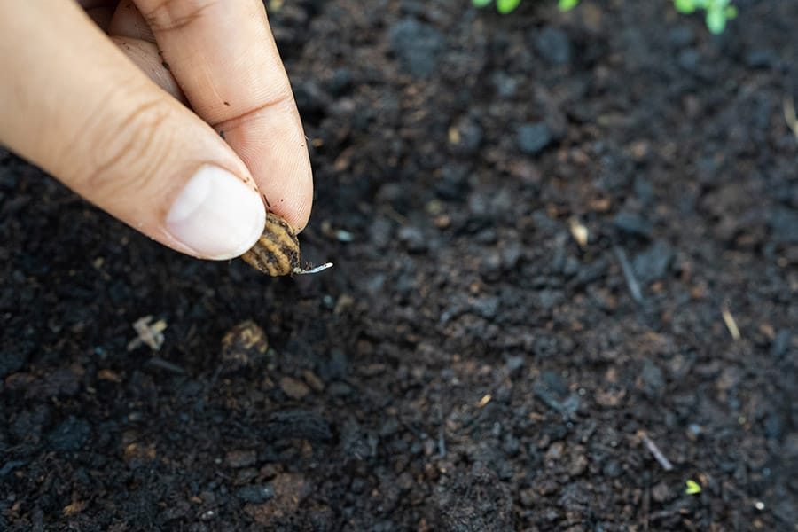 Fall Pre-Seeding: How To Use This Clever Gardening Technique
