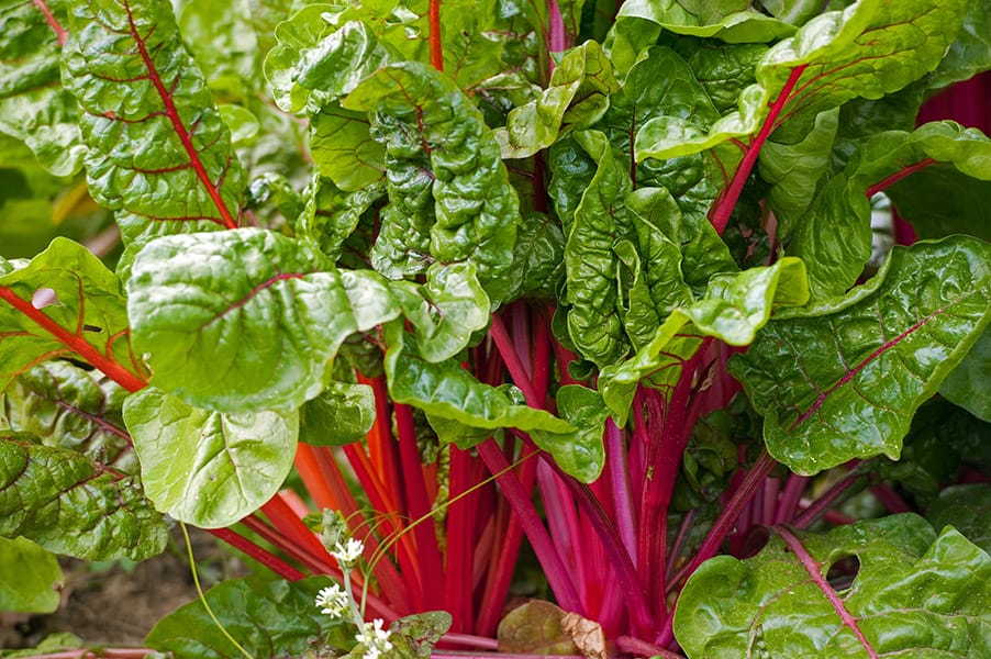 40 Calcium-Rich Plants You Can Grow at Home