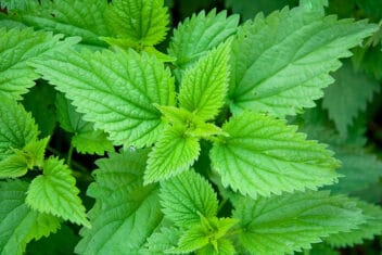 14 Best Herbs for Soap Making That You Can Grow in Your Garden