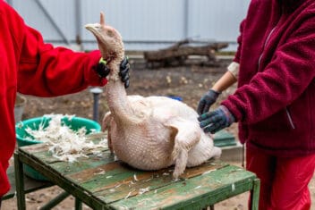 How to Butcher a Turkey For the Freezer or Thanksgiving