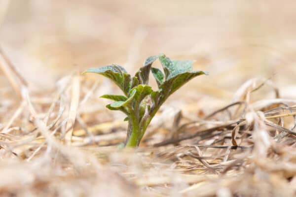 An In-Depth Guide to Straw Bale Gardening for Beginners