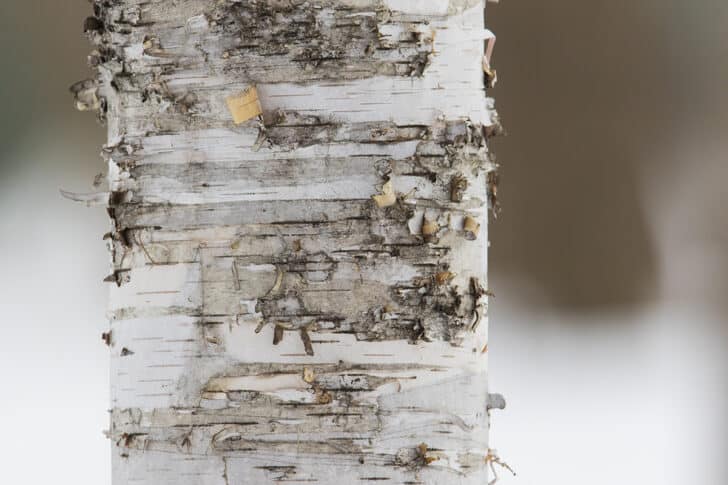 Wild Flours: 14 Wild Plants You Can Transform into Flour