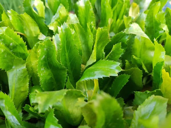 Growing Culantro: Planting, Care, and Harvesting This Tasty Herb