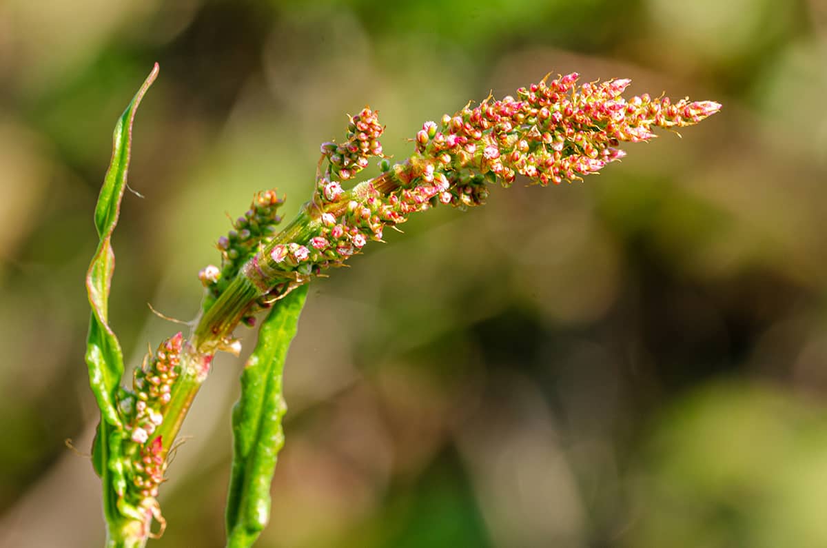 Wild Flours: 14 Wild Plants You Can Transform into Flour