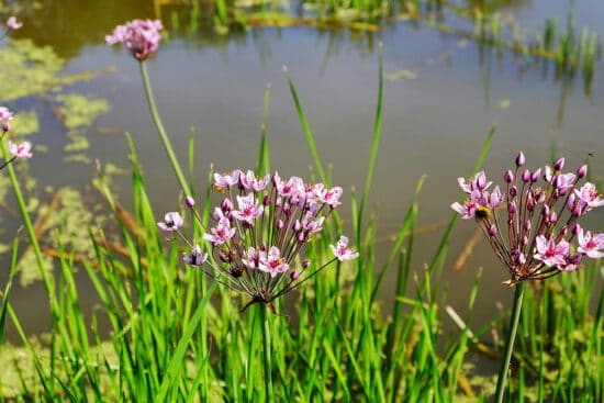 9 Edible Bog Plants to Grow in Marshy Soil