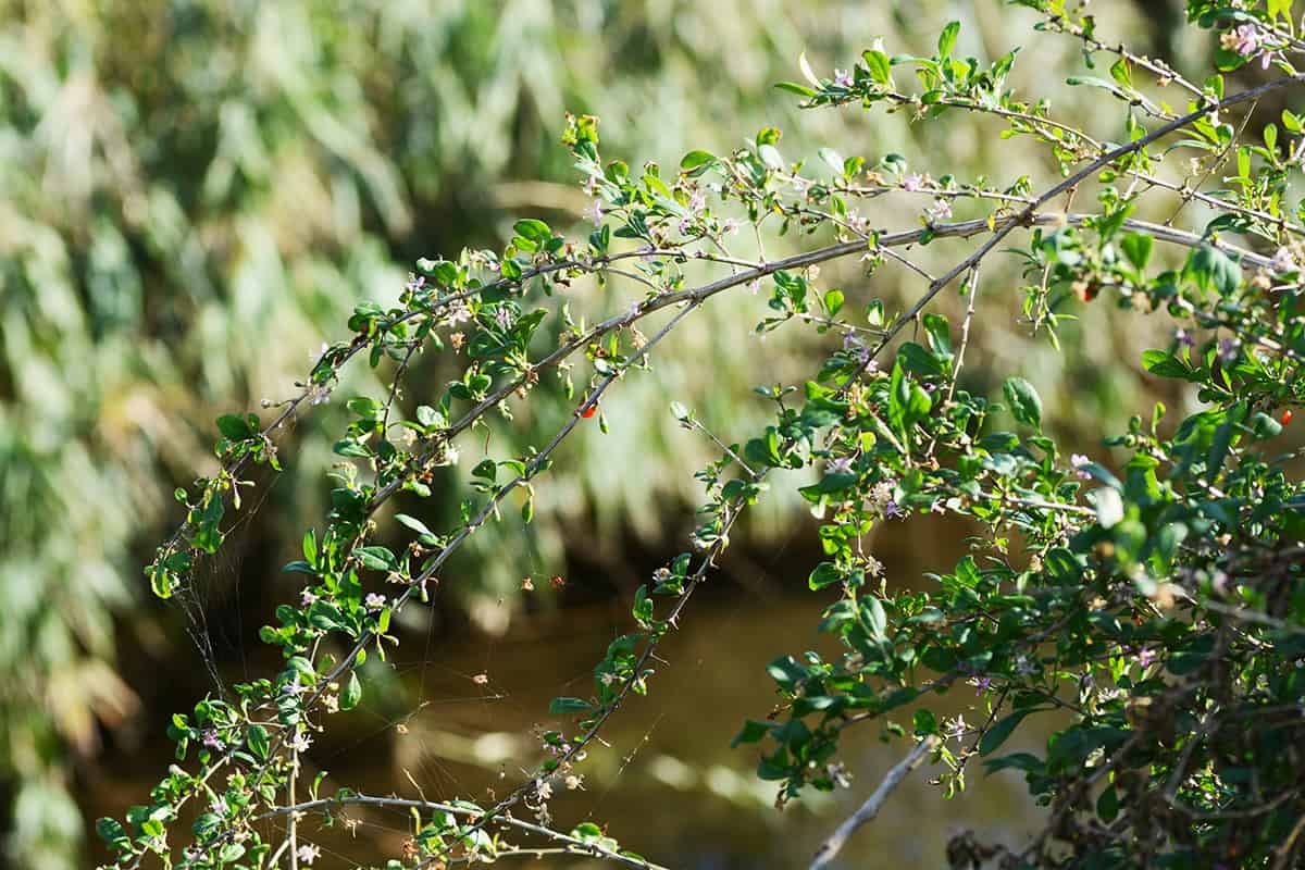 Goji Berry Plant: What You Should Know About Growing This Healthy Food