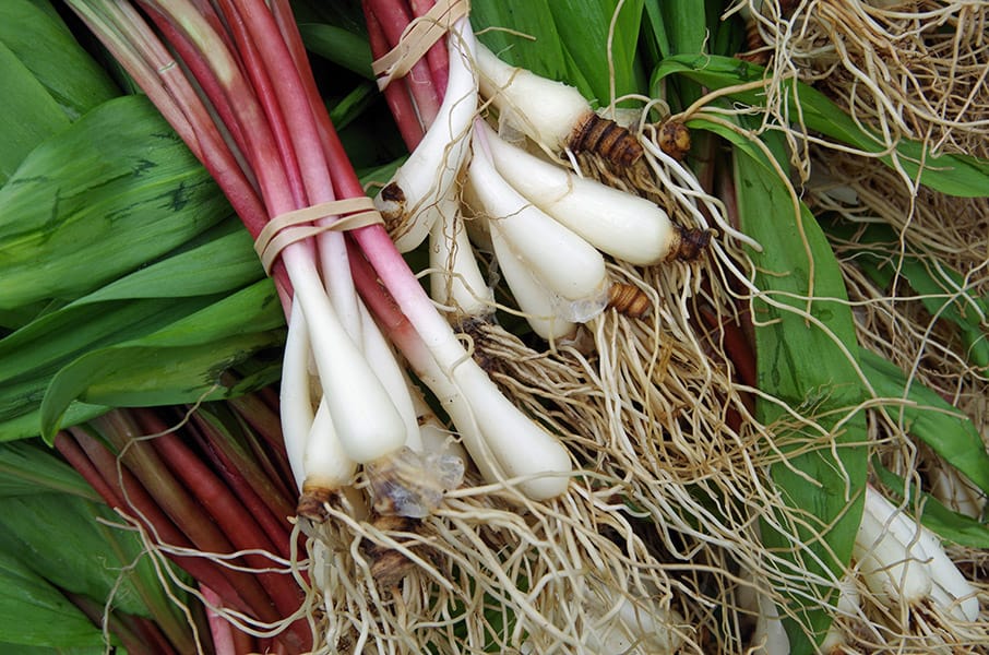 16 Wild Foods You Can Forage to Pickle for the Pantry