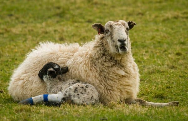 Limping Goats or Sheep: What's Causing My Animal's Lameness?