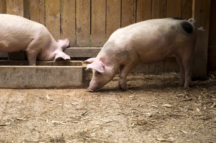 What is Porcine Stress Syndrome in Pigs and How to Treat It