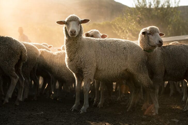 What to Consider When Raising Sheep and Chickens Together