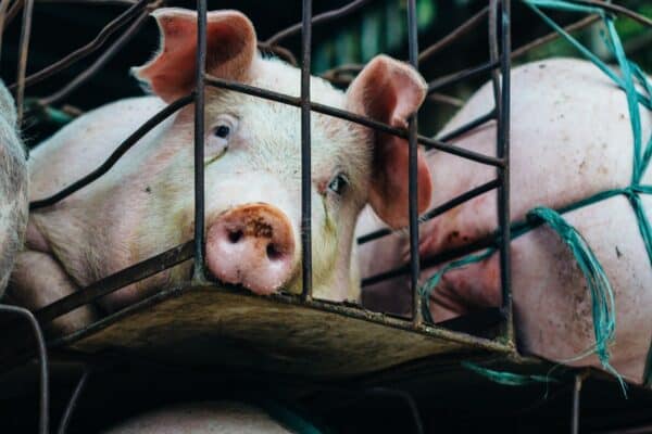 What is Porcine Stress Syndrome in Pigs and How to Treat It
