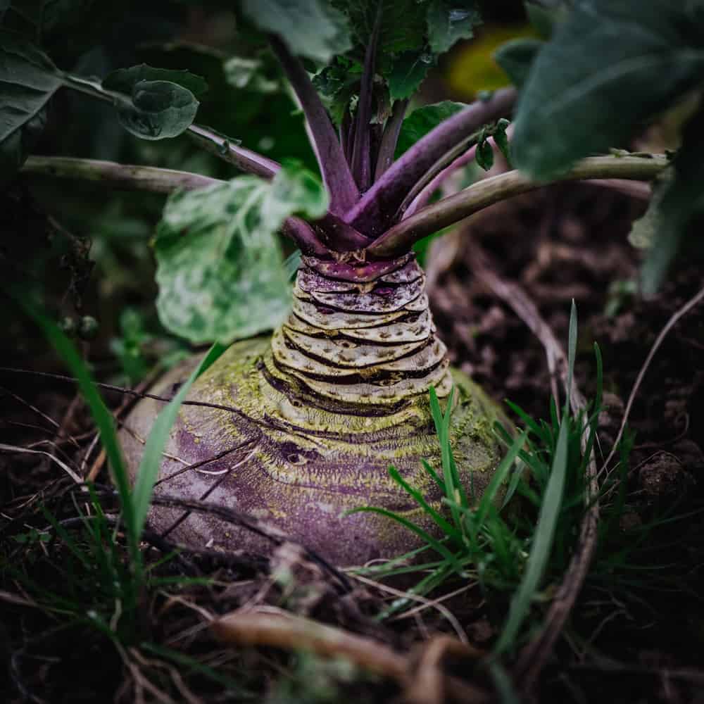 20 Storage Plants That Don't Need a Refrigerator and How to Grow Them