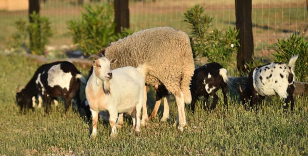 7 Sheep Companion Animals as Livestock Guardians