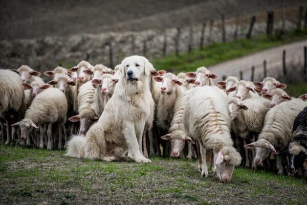 7 Sheep Companion Animals as Livestock Guardians