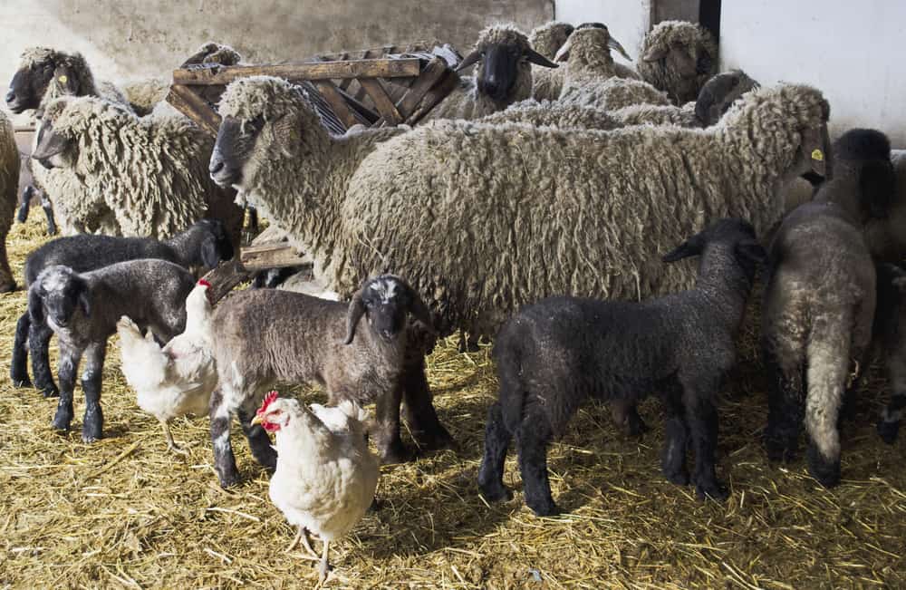 7 Sheep Companion Animals as Livestock Guardians