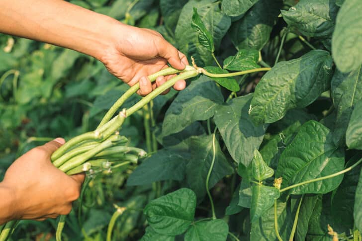 24 Indigenous North American Plants for Food and Medicine