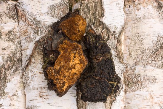 How to Find, Harvest and Process Chaga Mushrooms