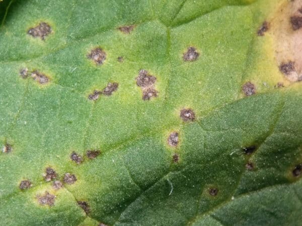 Bacterial Leaf Spot: How to Identify and Control This Deadly Plant Disease