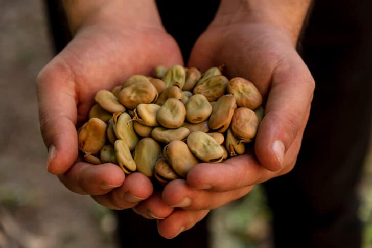 The Best Way to Dry Peas and Beans
