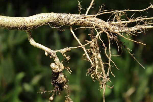 How to Identify, Control, and Deal With Root-Knot Nematodes