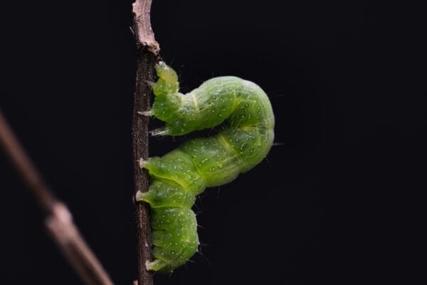 Cabbage Loopers: How to Spot, Treat and Prevent These Pests