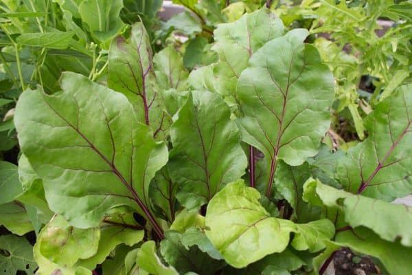 23 Best Beet Varieties to Grow in Your Garden This Year