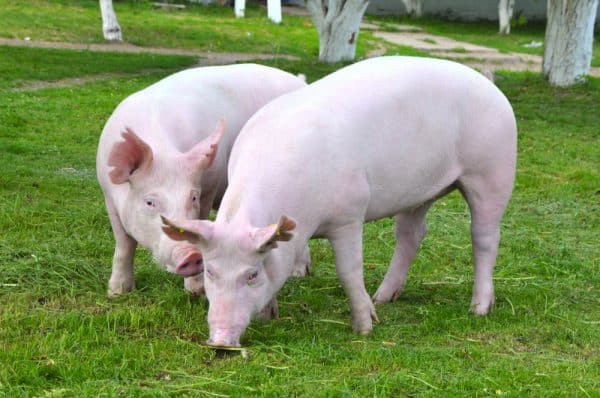 Large White Pig Breed: All You Need to Know About this Bacon Producer