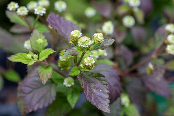 Growing Sweet Woodruff: How to Plant and Raise Sweet Woodruff the Shade ...