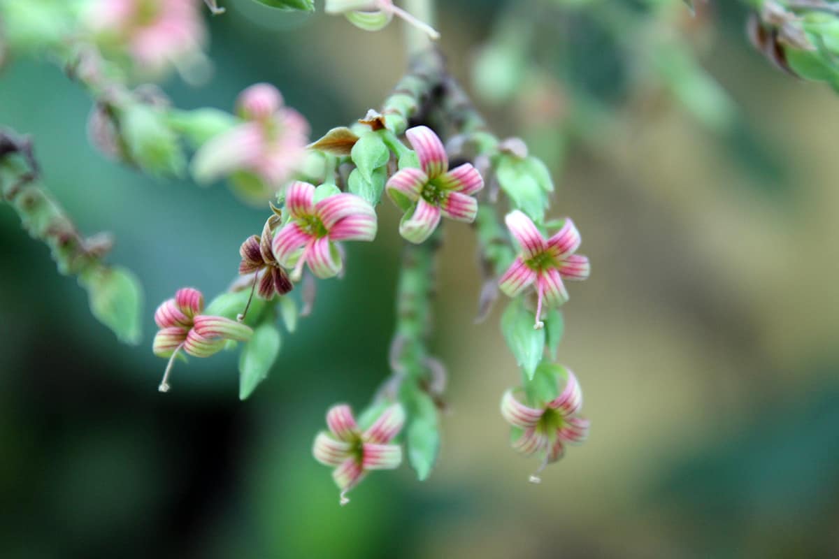 How to Grow Cashew Trees in Your Backyard