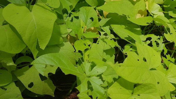 How to Prevent and Get Rid of Grasshoppers in Your Garden