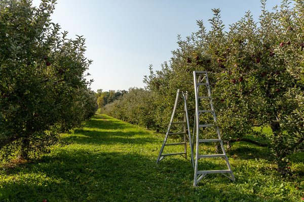 10 Steps You Shouldn't Ignore When Starting an Orchard