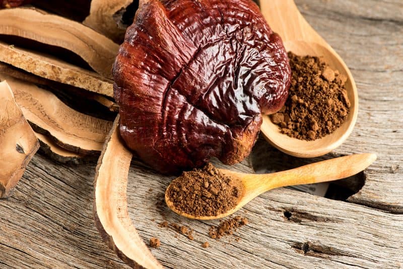 All About Foraging and Harvesting Reishi Mushrooms