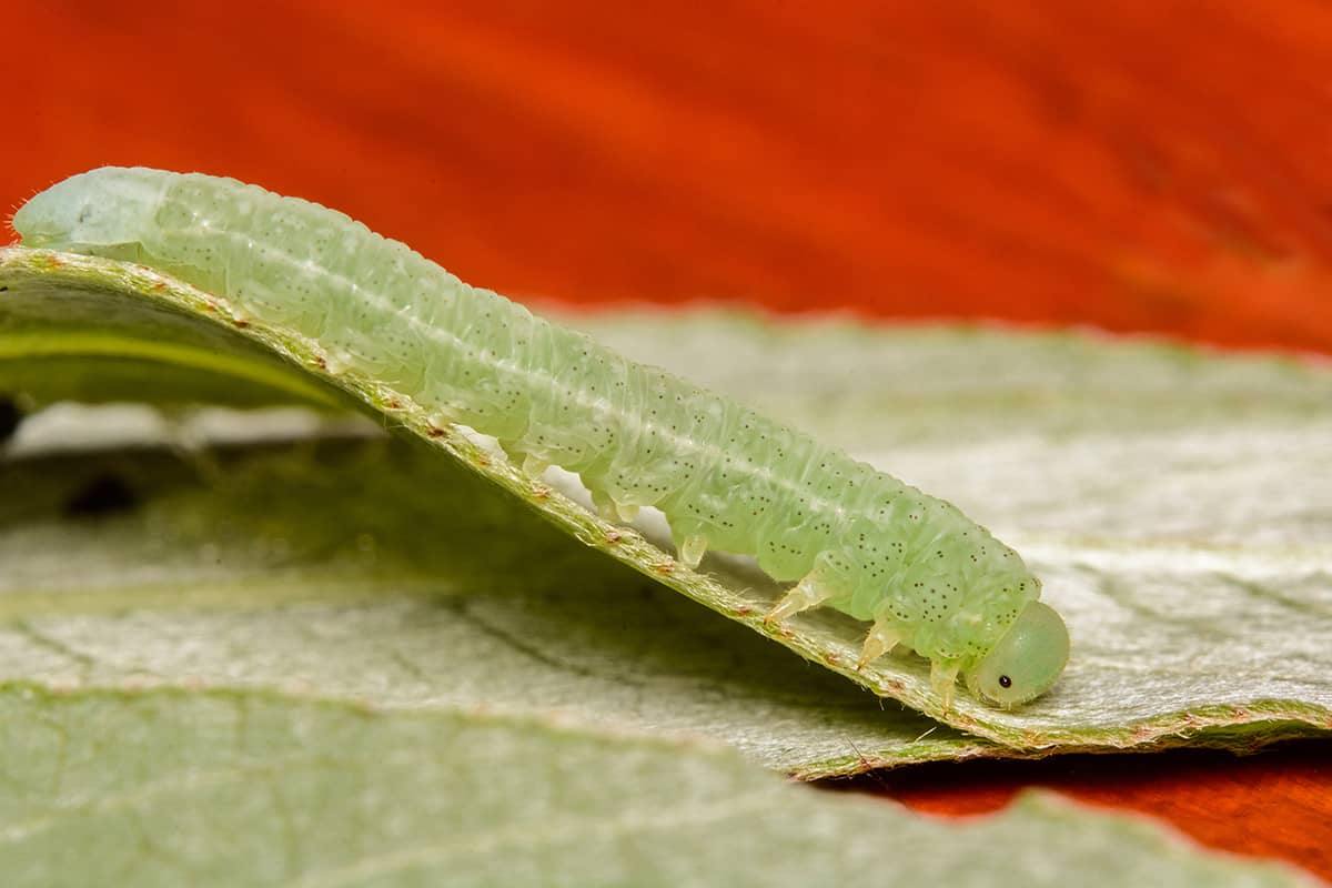 How to Deal With Sawflies in Your Garden