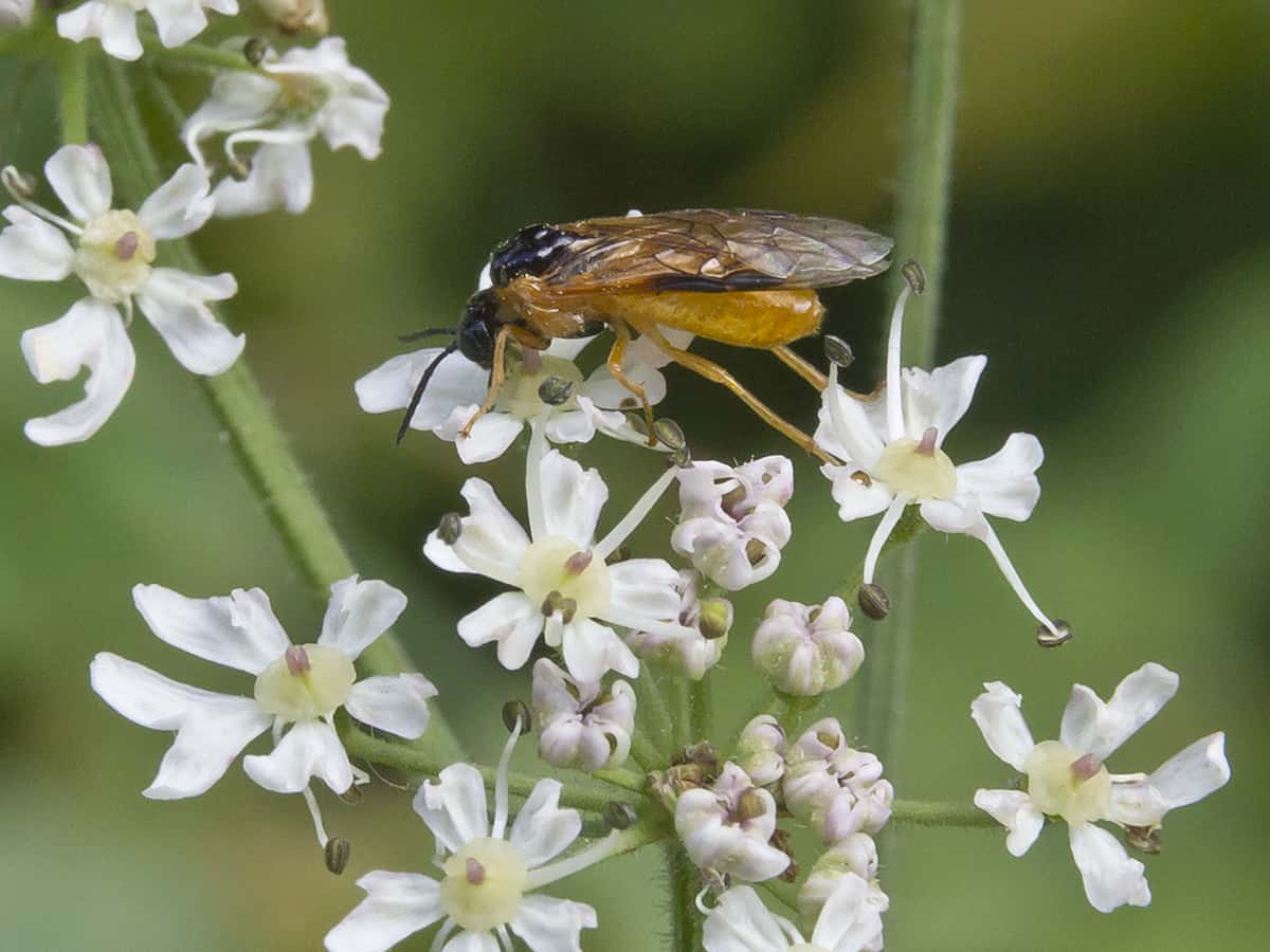 How to Deal With Sawflies in Your Garden
