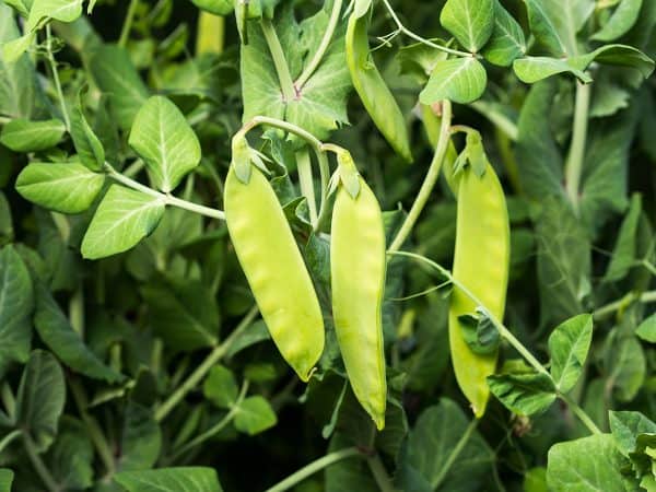 15 of the Best Pea Varieties for Your Home Garden