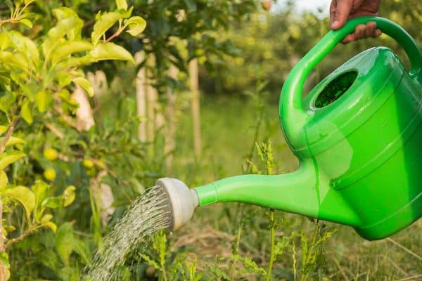 Soil Drenching: How and Why You Should Be Using This Simple Technique