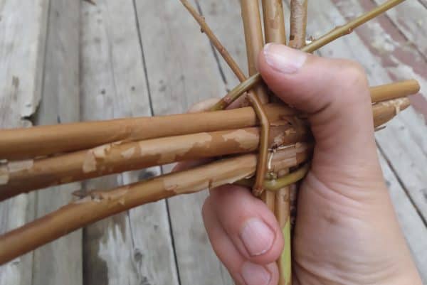 How to Weave a Willow Basket with Young Shoots (Whips)
