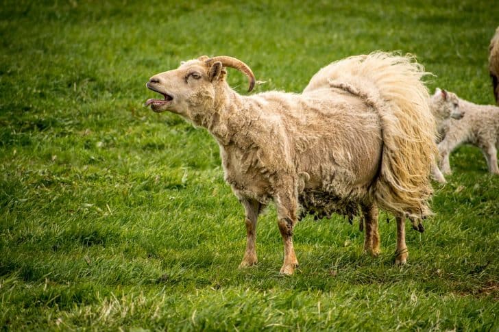 Rooing Sheep: Should You Do It Or Let Nature Run Its Course?