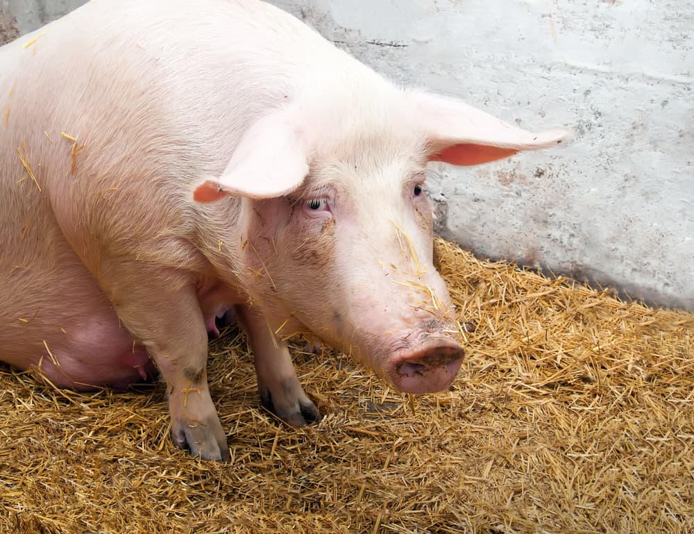 10 Common Causes of Lameness in Pigs with Treatment and Prevention Tips