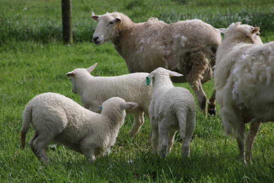 Rooing Sheep: Should You Do It Or Let Nature Run Its Course?
