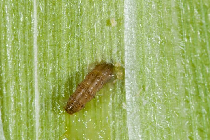 14 Common Potato Diseases and Pests To Watch Out For