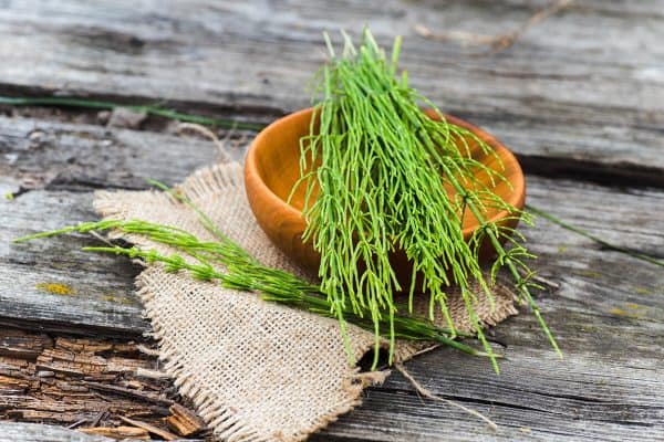 How to Grow Horsetail in Your Garden