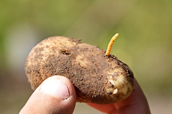 14 Common Potato Diseases and Pests To Watch Out For