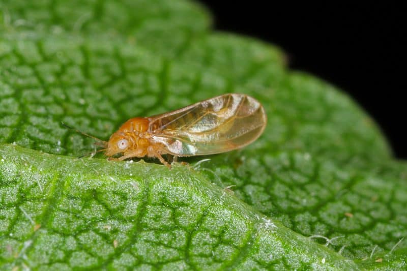 Psyllids: How to Spot, Treat and Control this Prolific Garden Pest