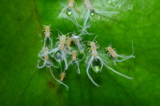 Psyllids: How to Spot, Treat and Control this Prolific Garden Pest