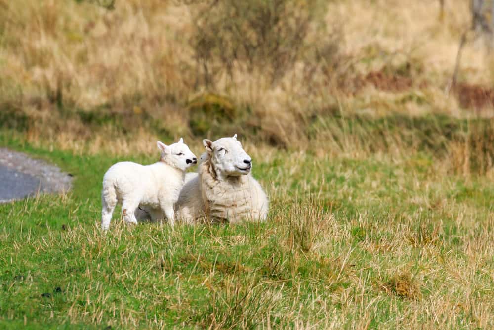 Cheviot Sheep Breed Information: Is This Intelligent Sheep Right for ...