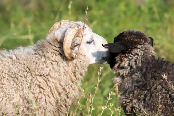 7 Tips for Dealing with Aggressive Rams Safely