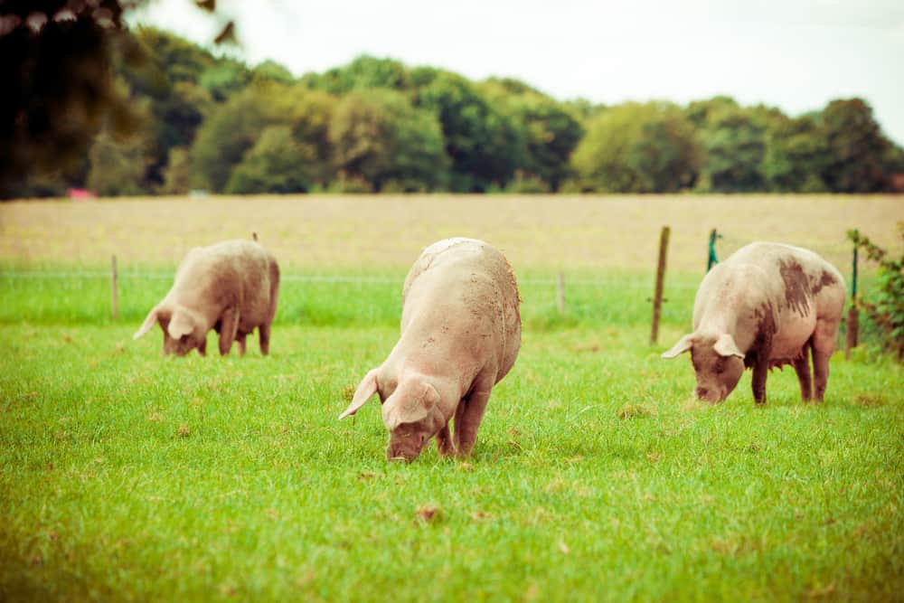 How You Can Help Your Overweight Pig Lose Weight and Be Healthy